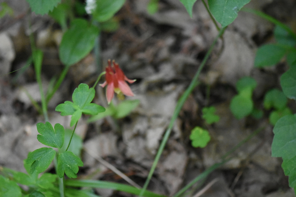 red columbine from Simcoe County, ON, Canada on June 5, 2024 at 10:29 ...
