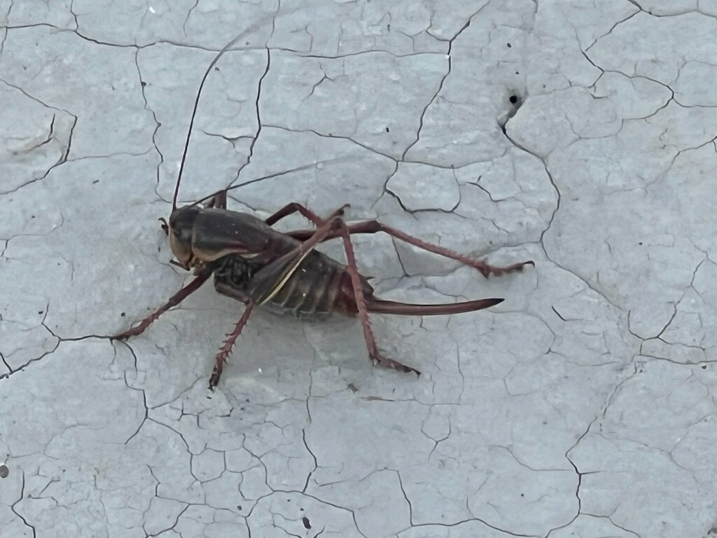 Mormon Cricket from Bull Mountain, Tigard, OR, USA on July 16, 2024 at ...
