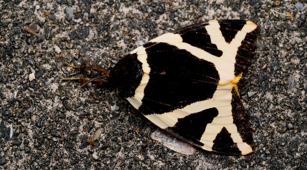 Numenes disparilis from 中国浙江省杭州市临安区 on June 9, 2024 at 06:05 PM by ...