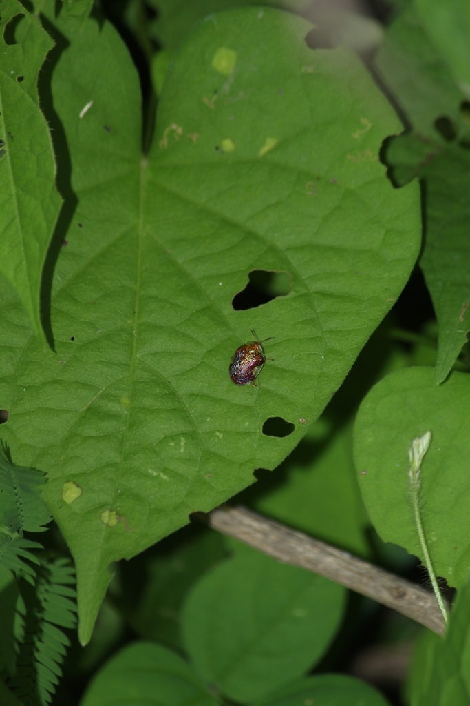 Microctenochira hectica from 63736 Nay., México on July 16, 2024 at 04: ...