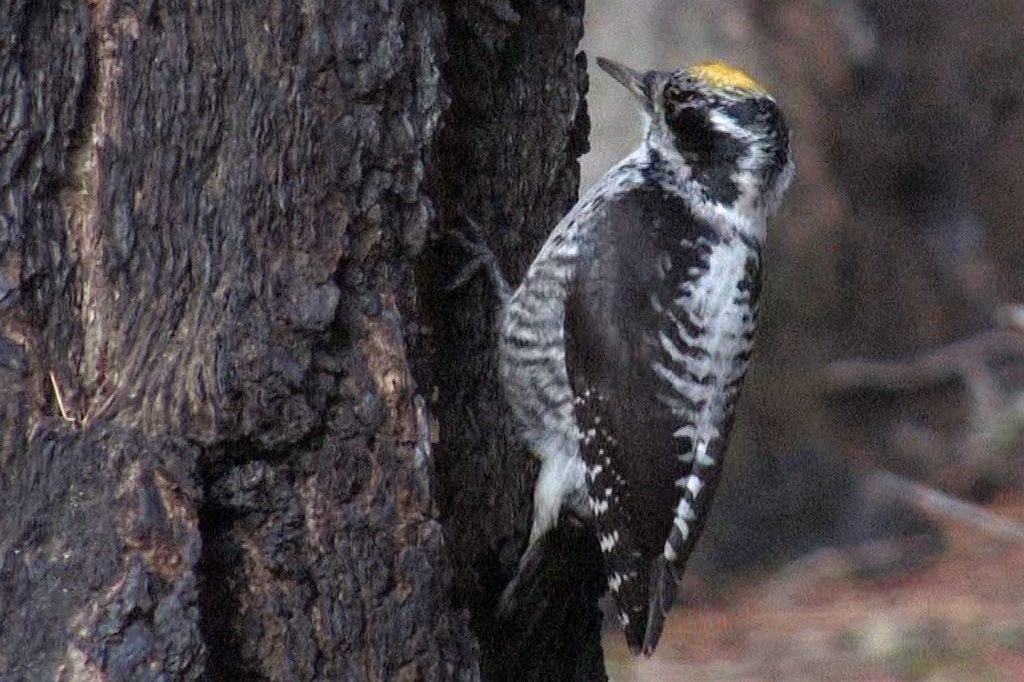 Eurasian Three-toed Woodpecker (Glacier National Park Birds) · iNaturalist