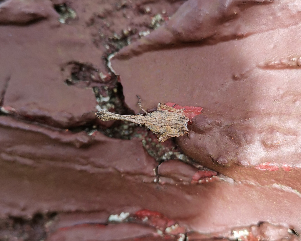 Litchi Lantern Bug in July 2024 by szjy · iNaturalist