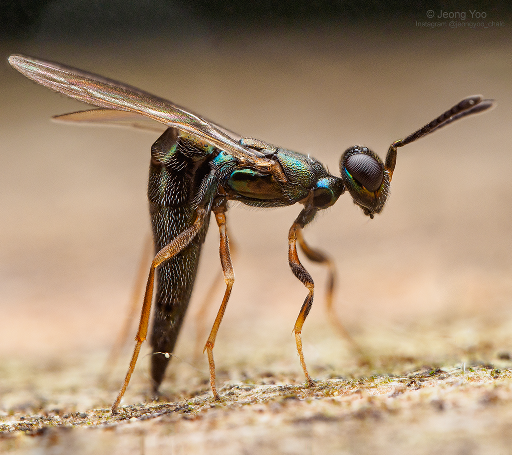 Calosota acron from Banbury-Don Mills, North York, ON, Canada on July ...