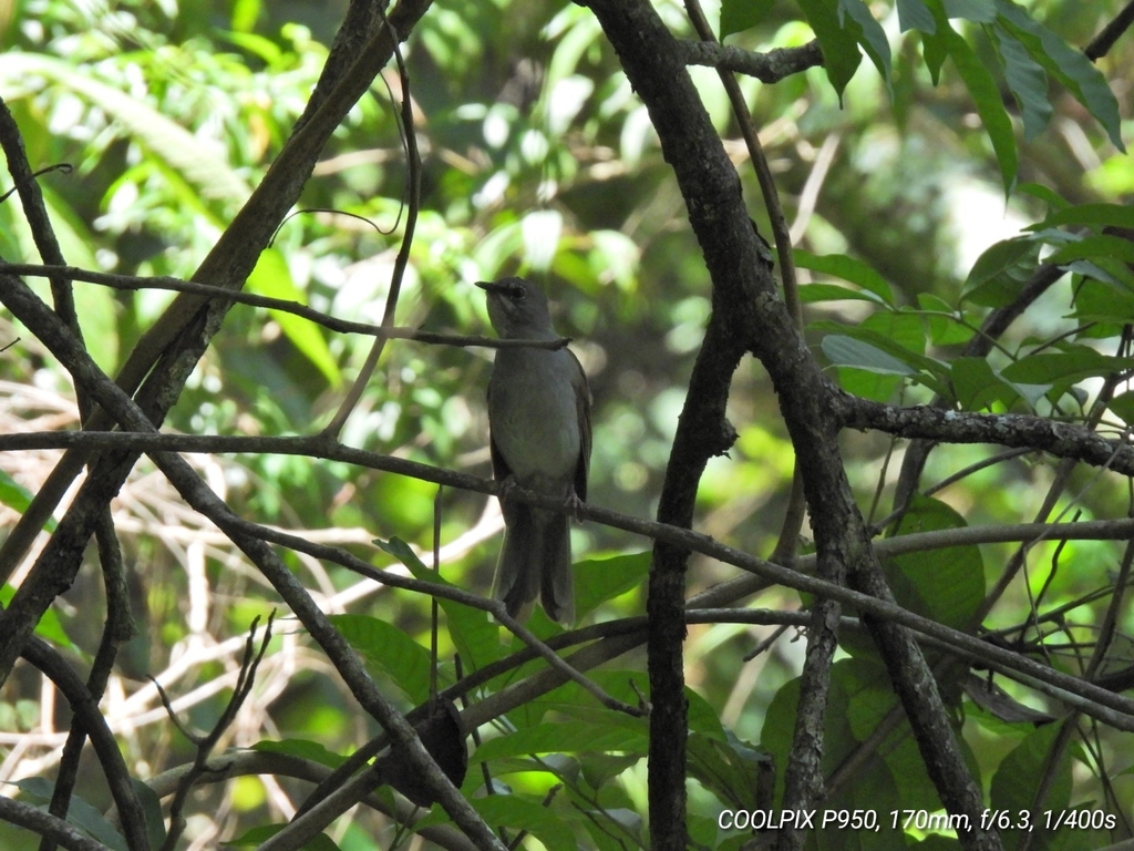 Brown-backed Solitaire from 70964 Oax., México on July 16, 2024 at 12: ...