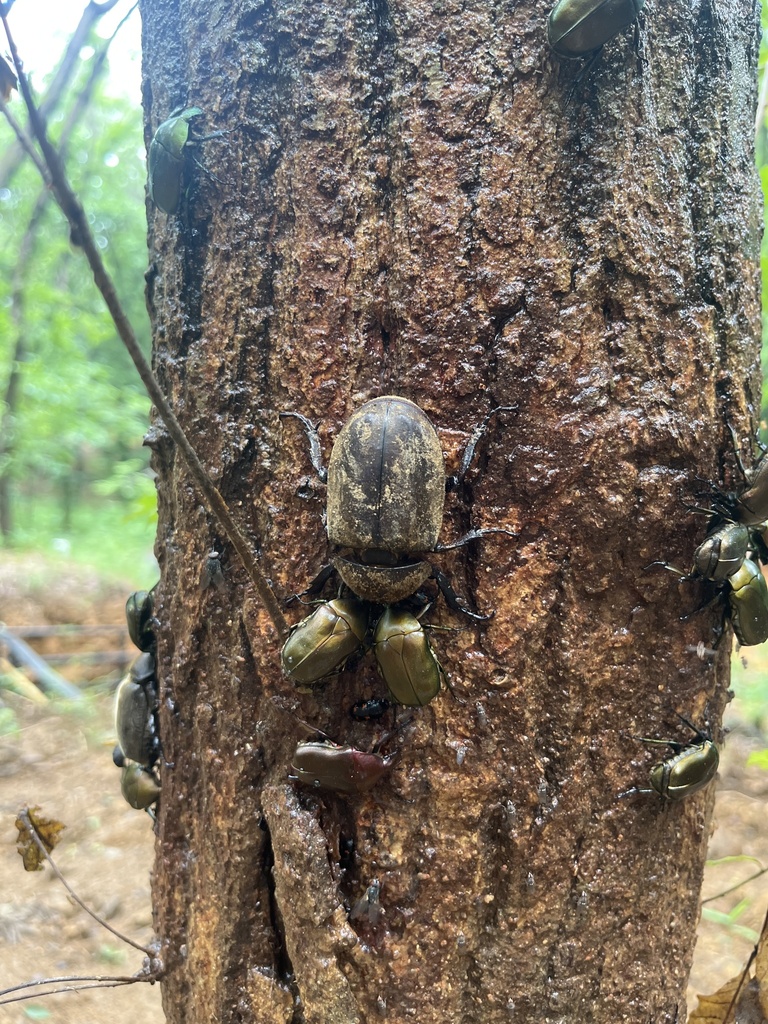 Trypoxylus dichotomus septentrionalis from 本州, 那須町, 栃木県, JP on July 17 ...