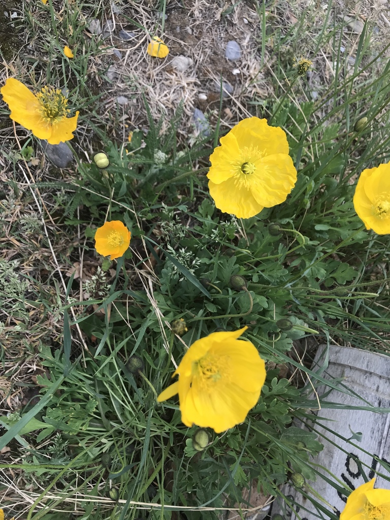 Ice Poppy from 100–198 Robert Campbell Hwy, Watson Lake, YT, CA on June ...