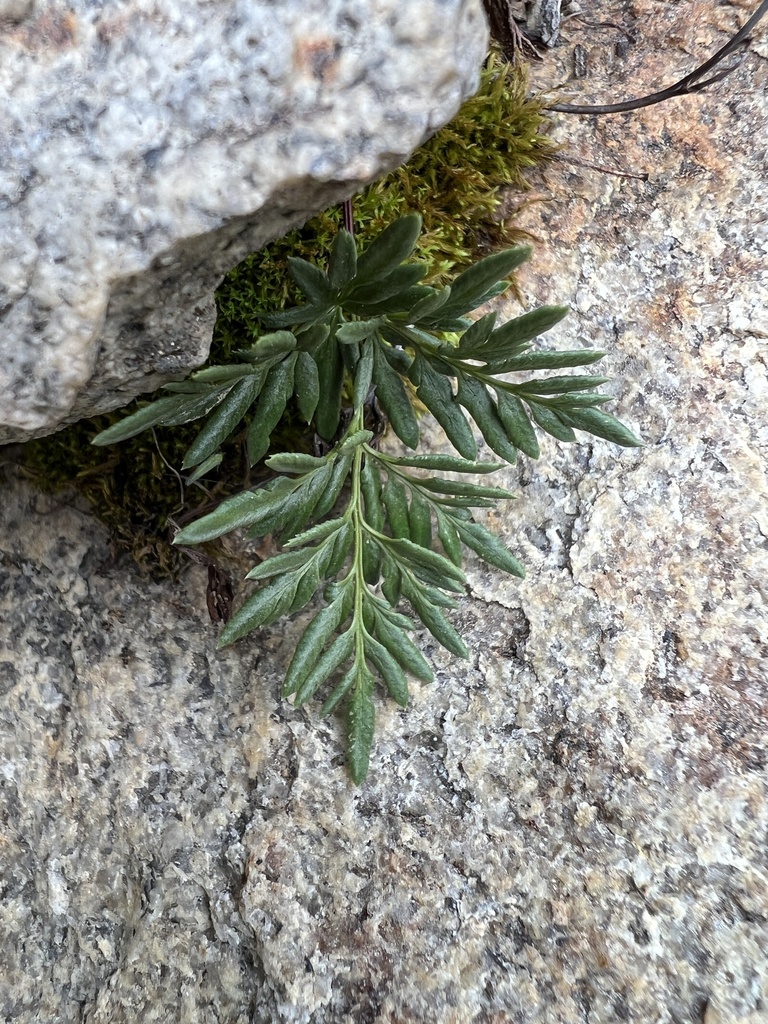 serpentine fern from Humboldt-Toiyabe National Forest, Ruby Valley, NV ...