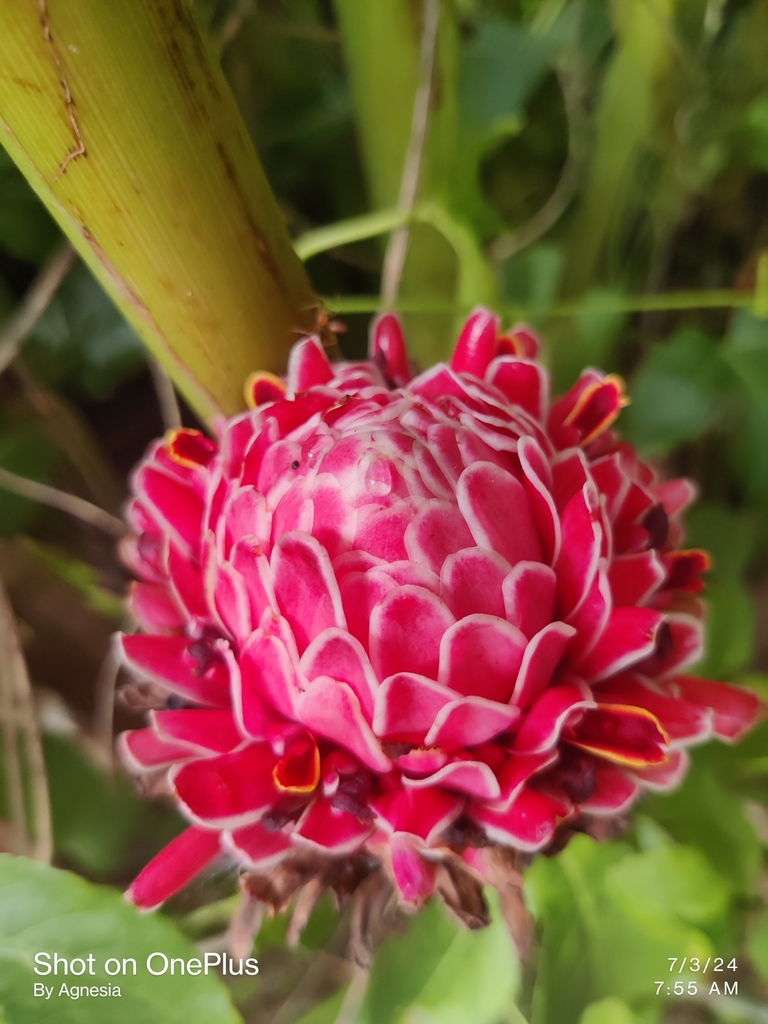 Torch ginger from Rangachang No 5, Spices Garden Andaman, Burmanallah ...