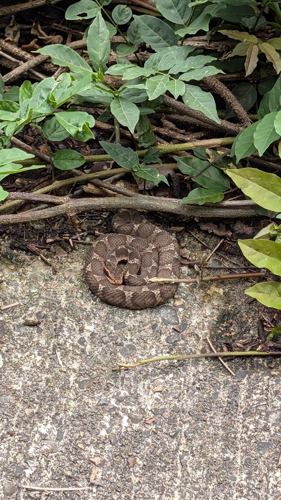 Short-tailed Mamushi from 939-1962, Japan on July 12, 2024 at 02:32 PM ...
