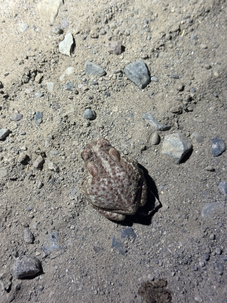 Arizona Toad in July 2024 by Justin Pittman · iNaturalist