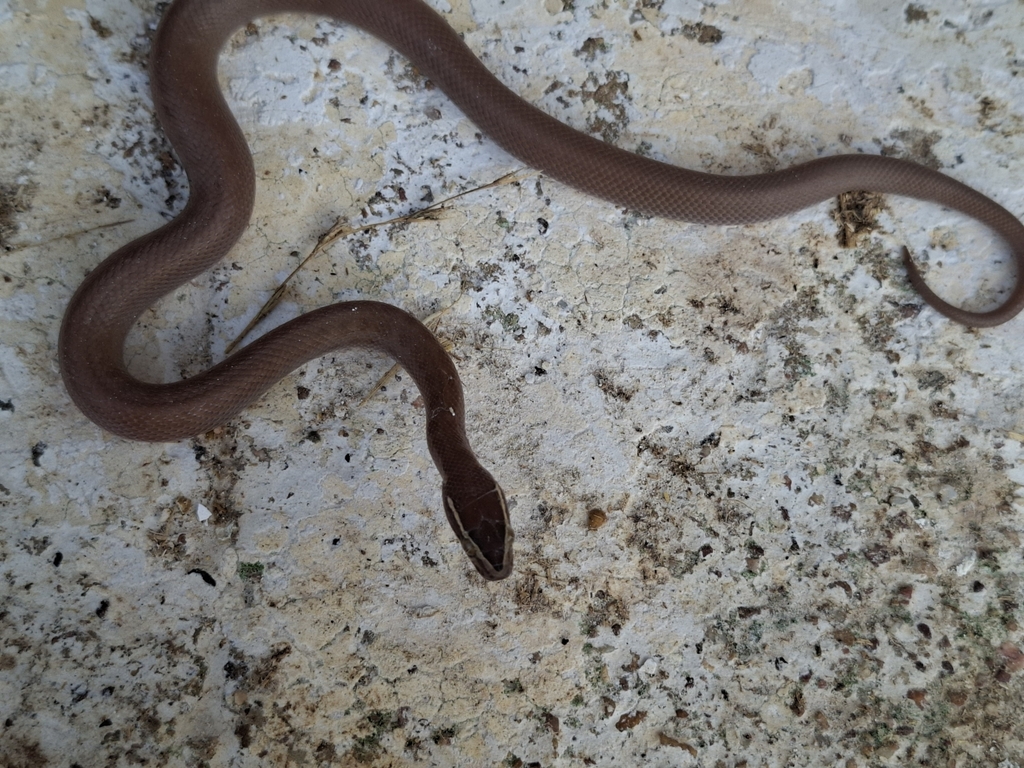 Cape House Snake from Swartland Local Municipality, South Africa on ...