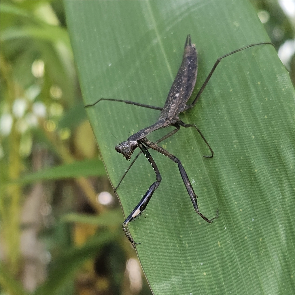 Asian Jumping Mantis from Amduntog, Asipulo, Ifugao, Philippines on ...