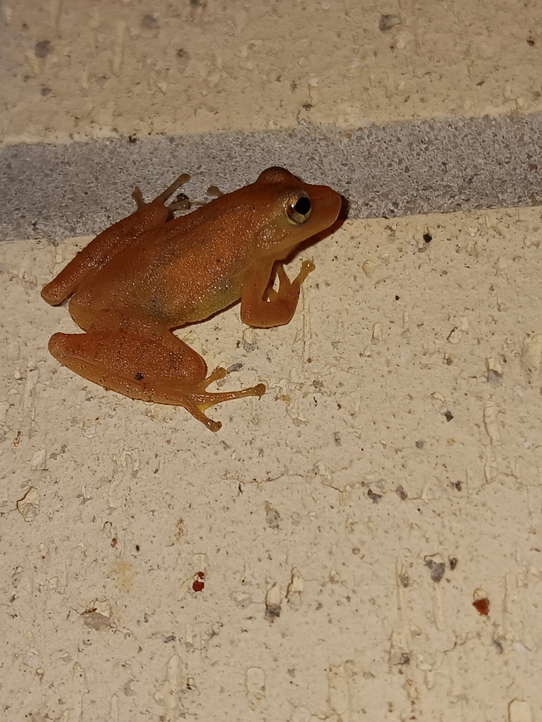 Spring Peeper from Ponchatoula, LA, USA on July 13, 2024 at 03:12 AM by ...