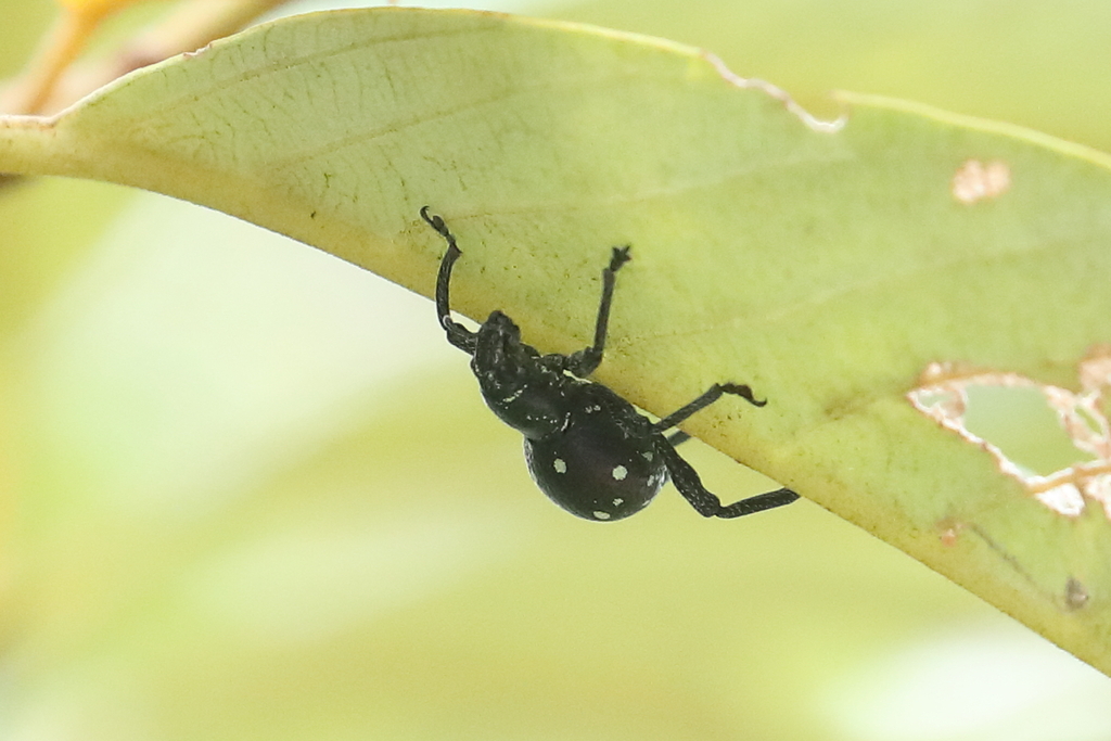 Pantorhytes stanleyanus from Mona Mona QLD 4881, Australia on February ...