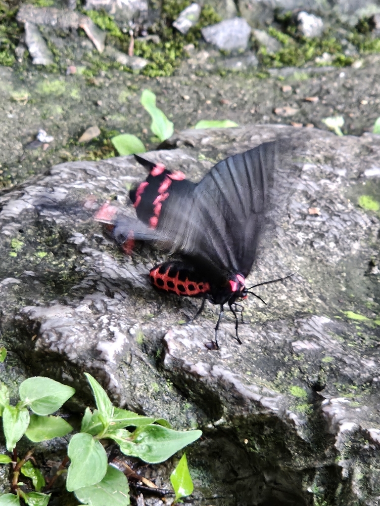 Butterflies and Moths from Hang Zhou Shi on June 21, 2024 at 04:09 PM ...