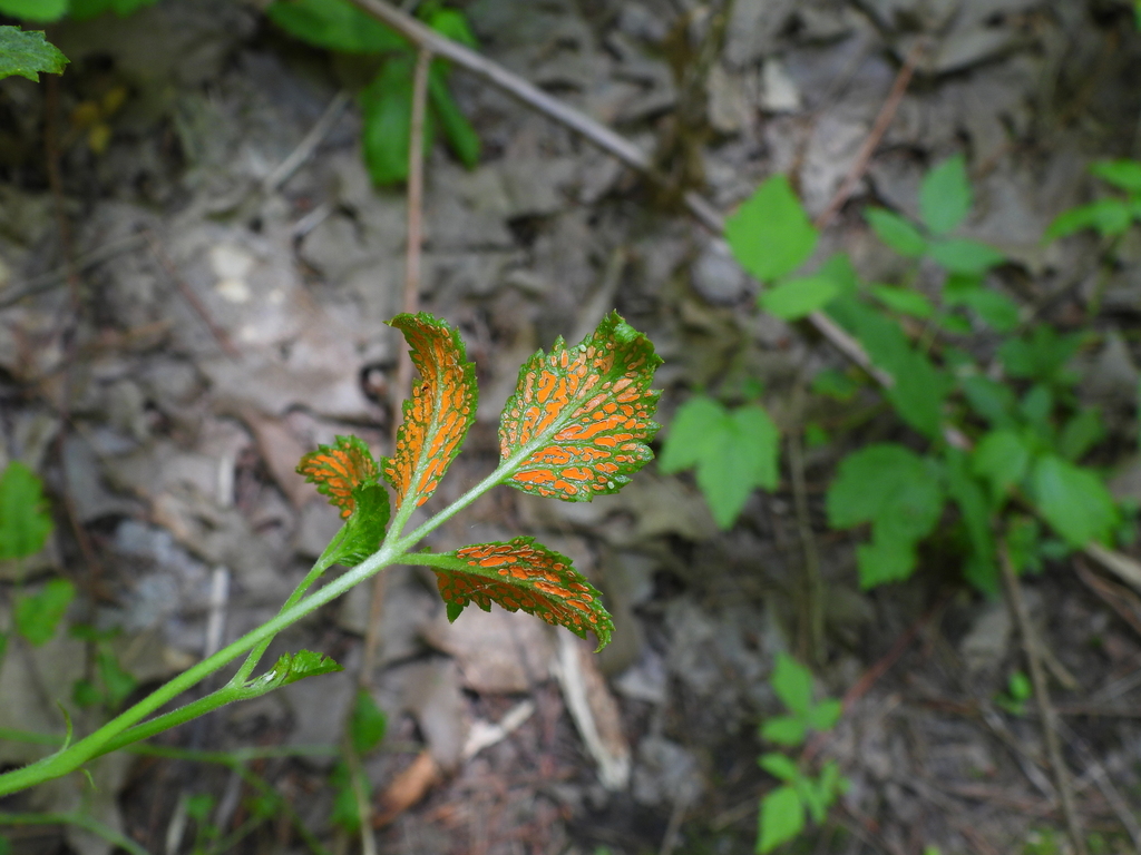 blackberry orange rust from Simcoe County, ON, Canada on June 3, 2024 ...
