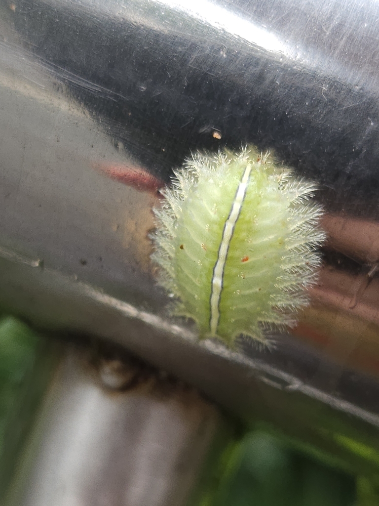 Thosea sinensis from Hang Zhou Shi on July 1, 2024 at 05:15 PM by ...