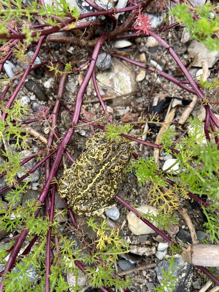 Natterjack Toad from Halk, Haderslev, DK-83, DK on July 17, 2024 at 02: ...