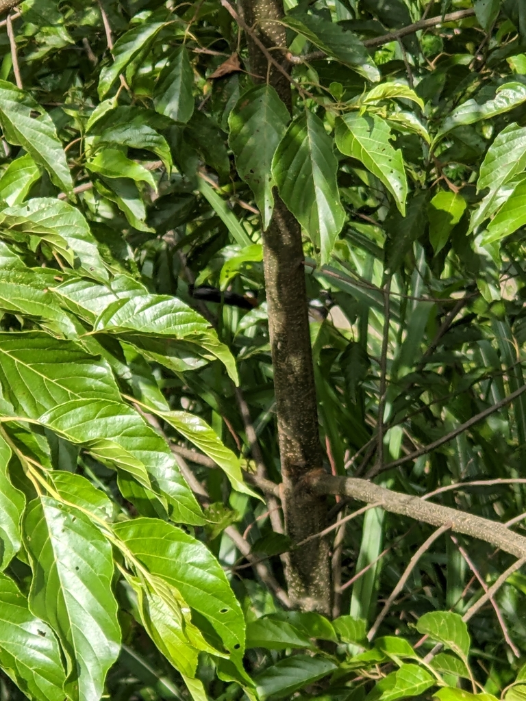 White-eared Sibia from 336台灣桃園市復興區拉拉山口 on July 14, 2024 at 02:30 PM by ...