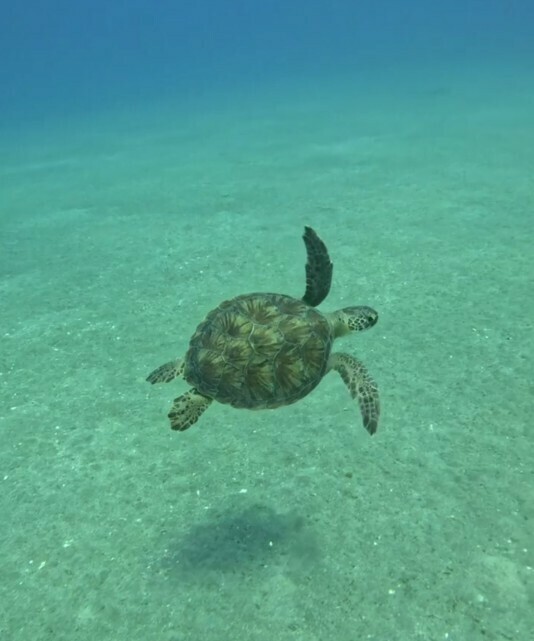 Green Sea Turtle in July 2024 by Platon Yushchenko · iNaturalist