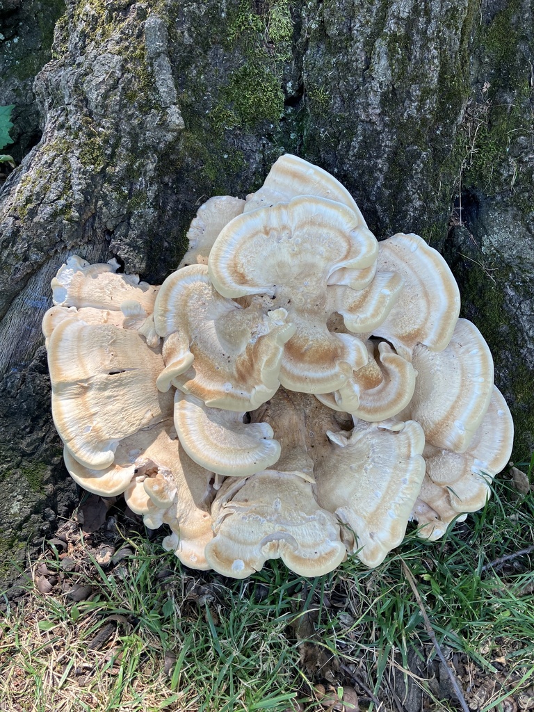 Berkeley's Polypore from Bruce Museum, Greenwich, CT, US on July 16 ...