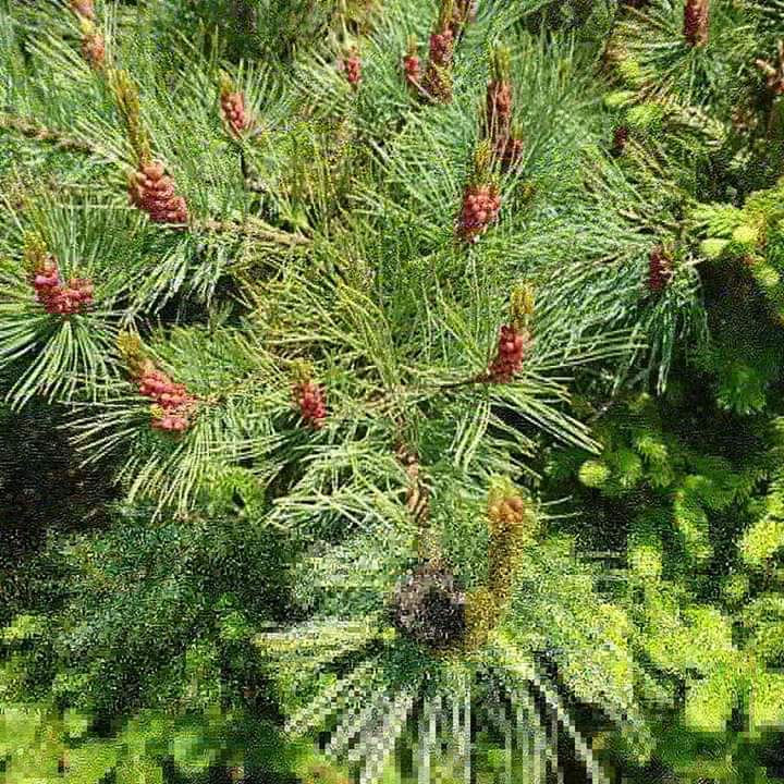 Siberian pine from Южно-Курильск 694500 by azerkalo1 · iNaturalist