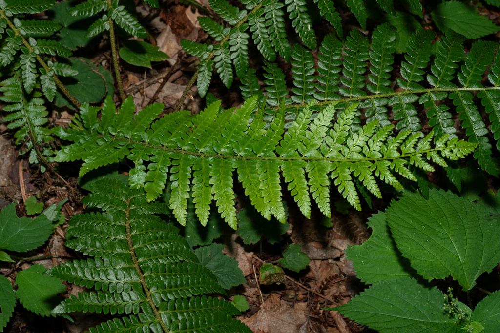 Potter's shield fern in July 2024 by Mark. Blades 2-pinnate, widest in ...