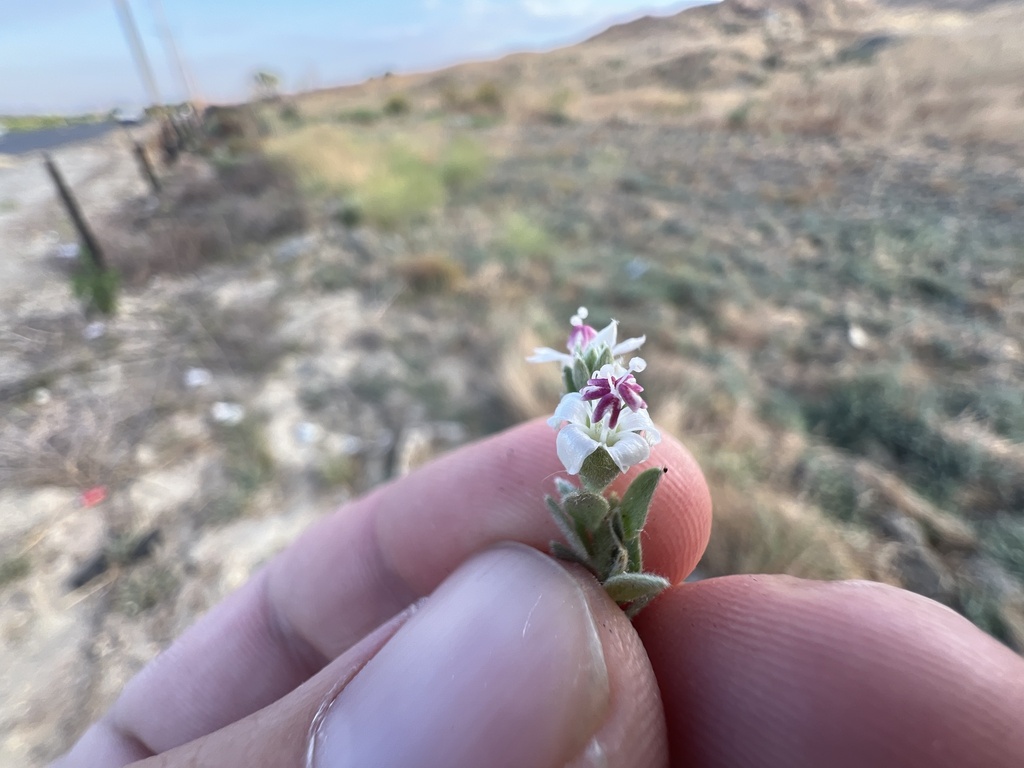 Alkali Weed from San Jacinto Wildlife Area, Moreno Valley, CA, US on ...
