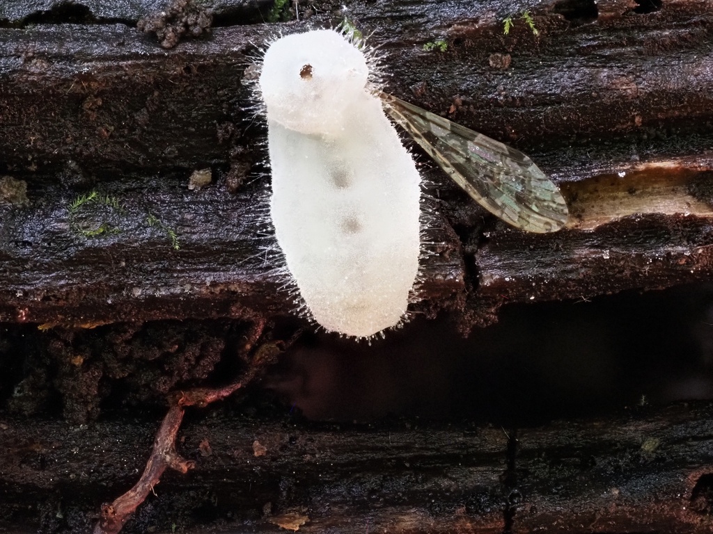Insect Destroyers from Meeman-Shelby Forest State Park, Memphis, TN, US ...