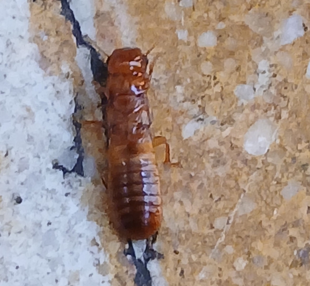 Termites from América, 11820 Ciudad de México, CDMX, México on July 17 ...