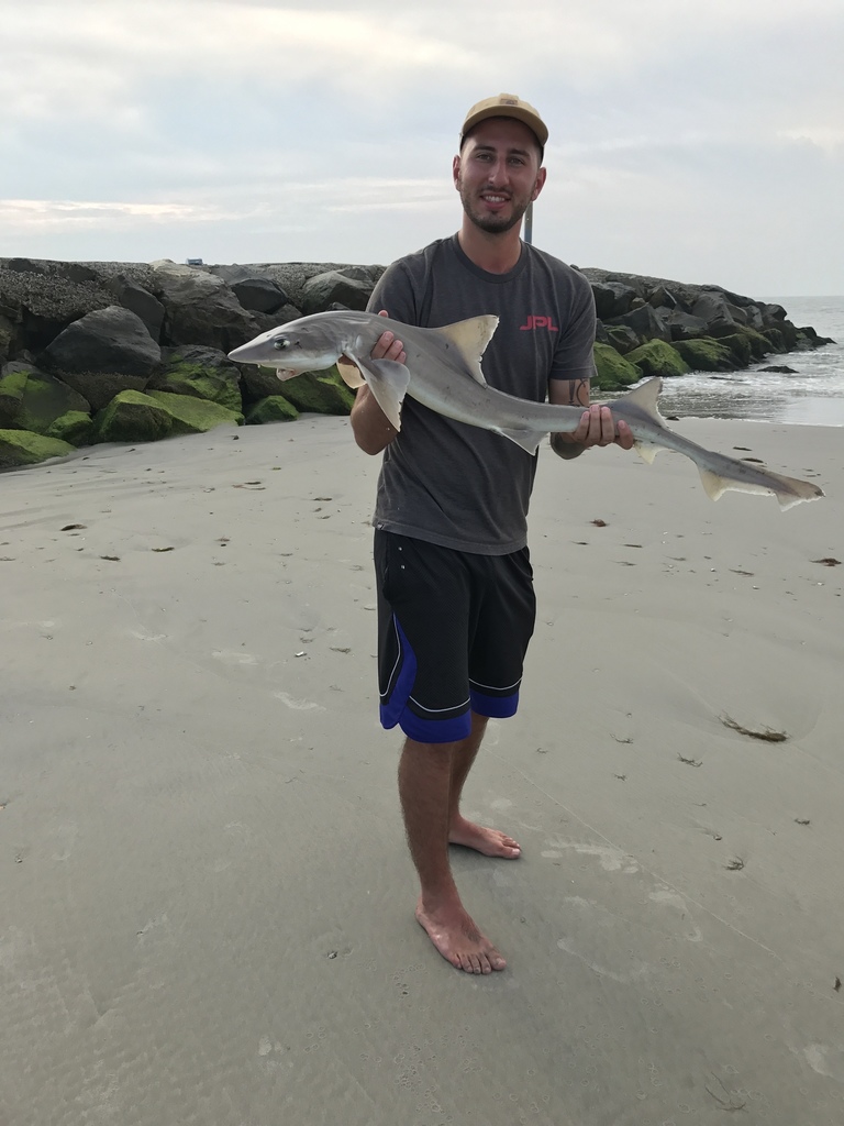 Dusky Smooth-hound in July 2017 by Alex Jarnot. Caught in Avalon, NJ ...