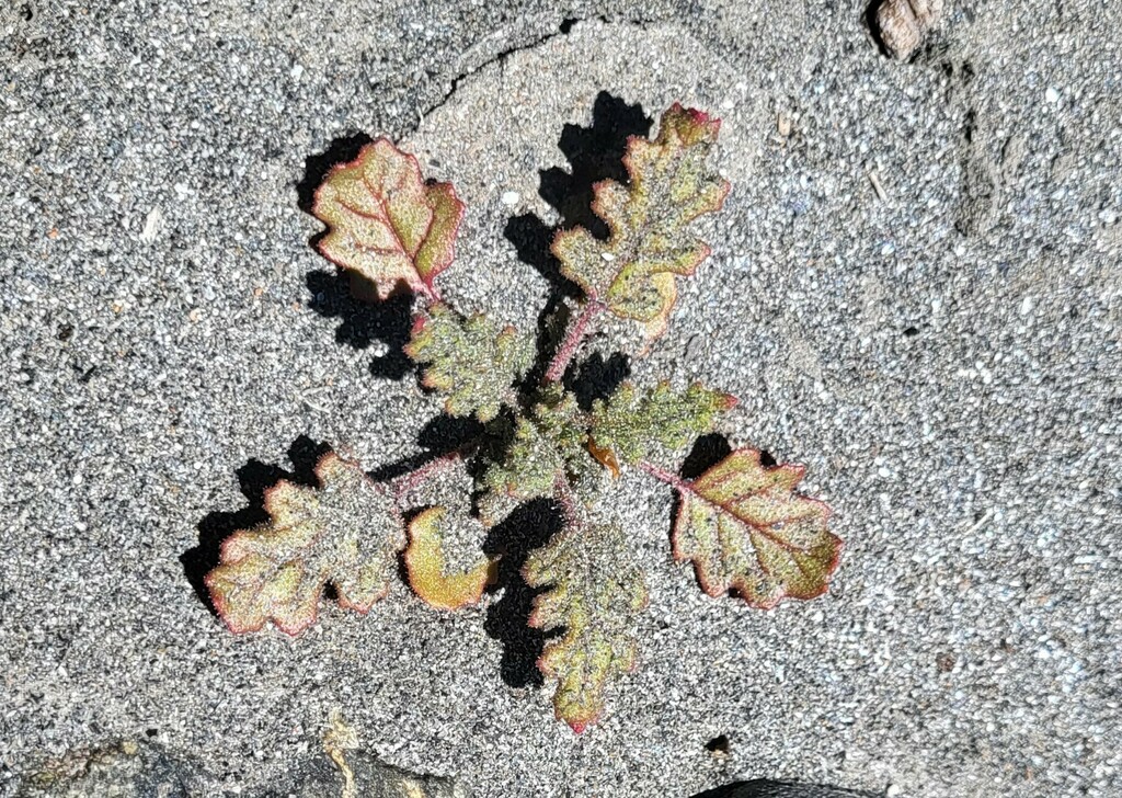 Jerusalem oak from Humboldt County, CA, USA on June 21, 2024 at 11:56 ...