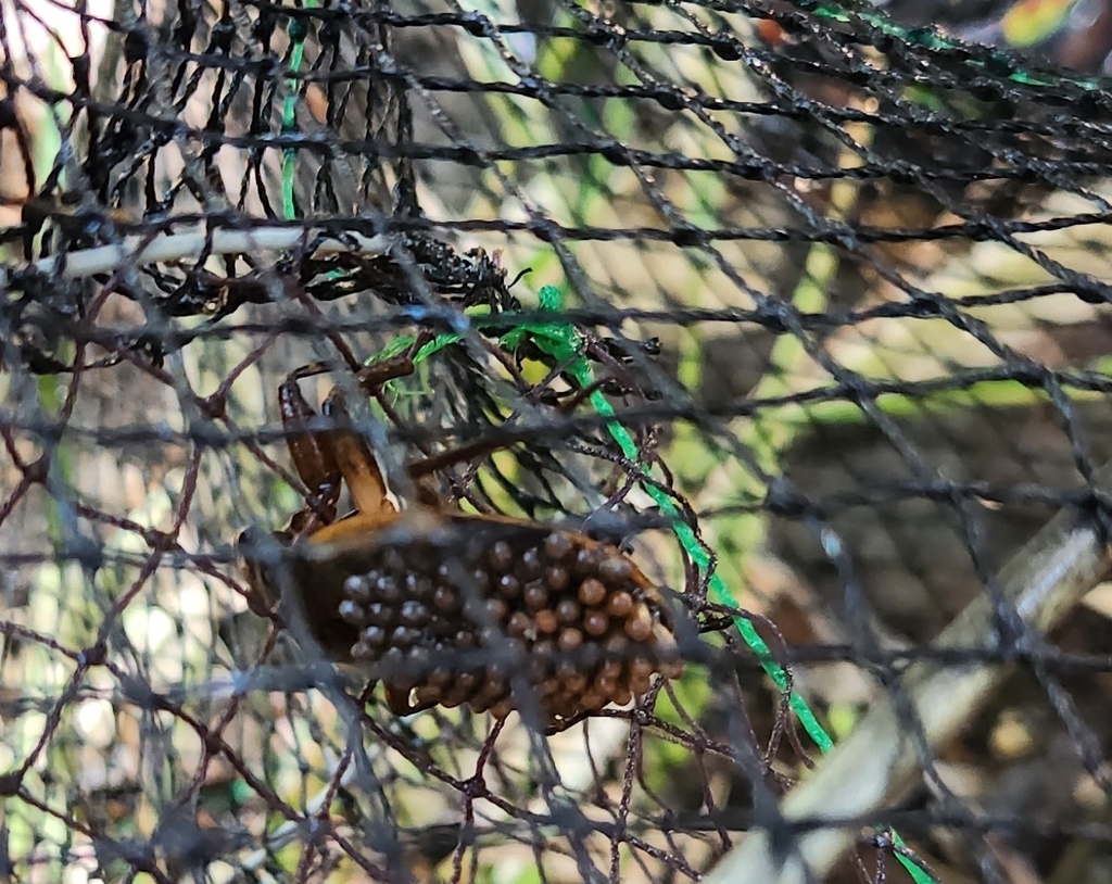 Winged and Once-winged Insects from Scottsdale, AZ 85263, USA on July ...