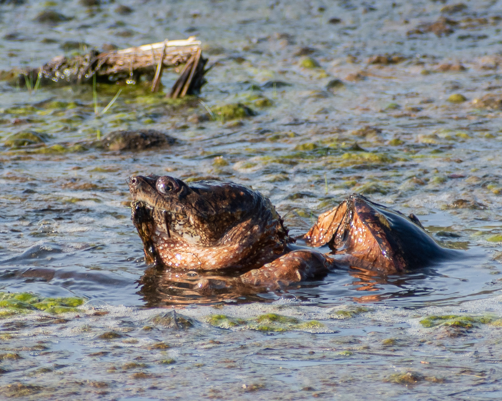 Common Snapping Turtle from Muddlety Valley Rd, Summersville, WV, US on ...