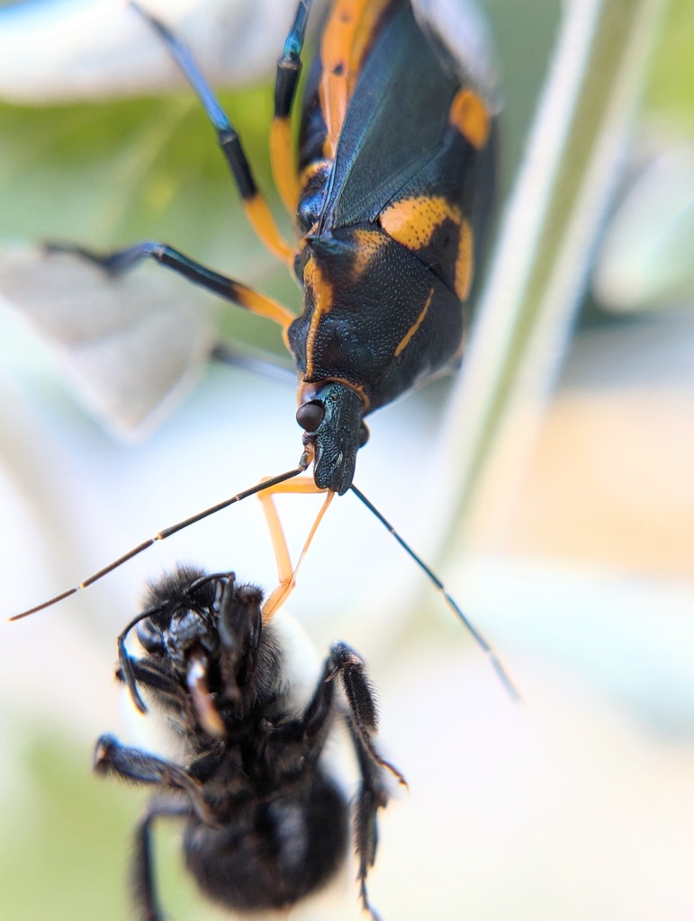 Florida Predatory Stink Bug from Redmont Park, Birmingham, AL, USA on ...