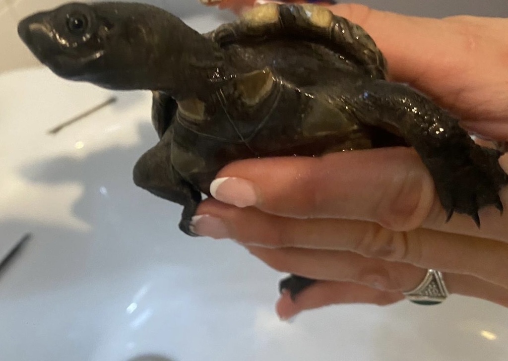 Chinese Pond Turtle in July 2024 by Lorena Martín · iNaturalist