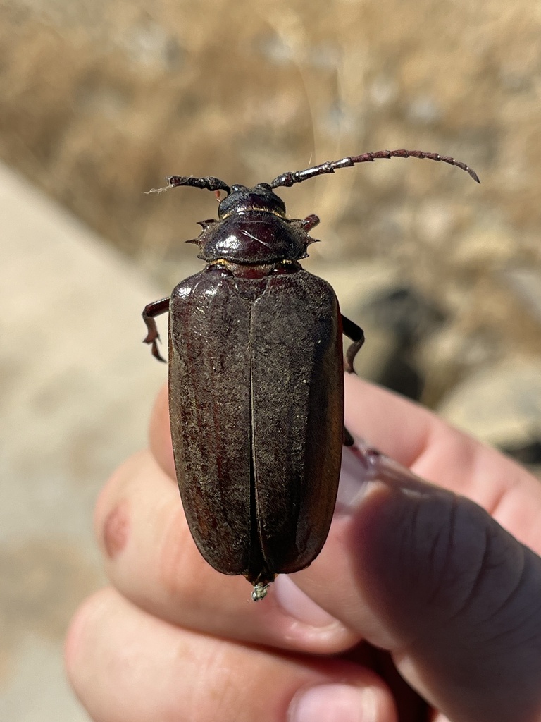 California Root Borer from Pacheco State Park, Gustine, CA, US on July ...