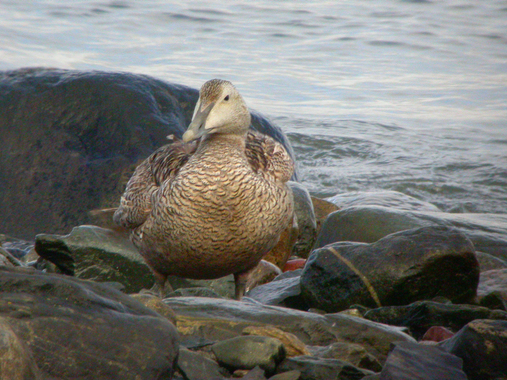 Common Eider from Rankin Inlet, NU, Canada on September 5, 2004 by Rand ...