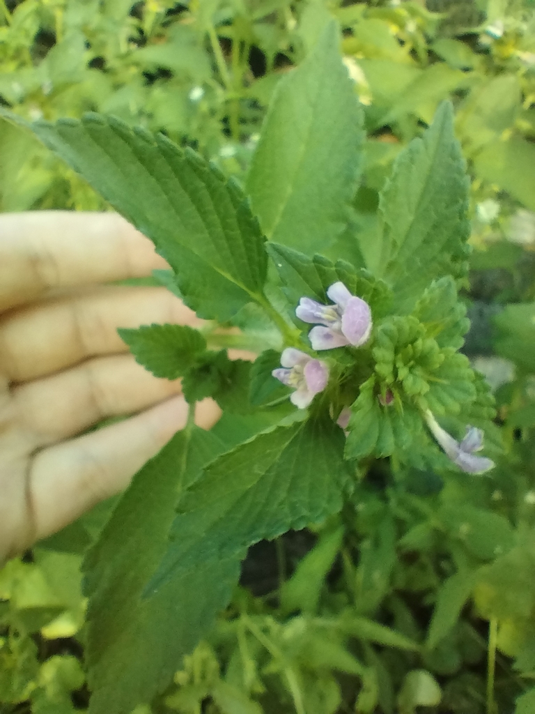 Hempnettles from Wood River, WI 54840, USA on July 17, 2024 at 07:20 PM ...