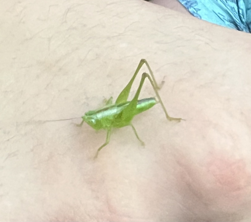 Grasshoppers, Crickets, and Katydids from Stoney Ridge School Rd ...