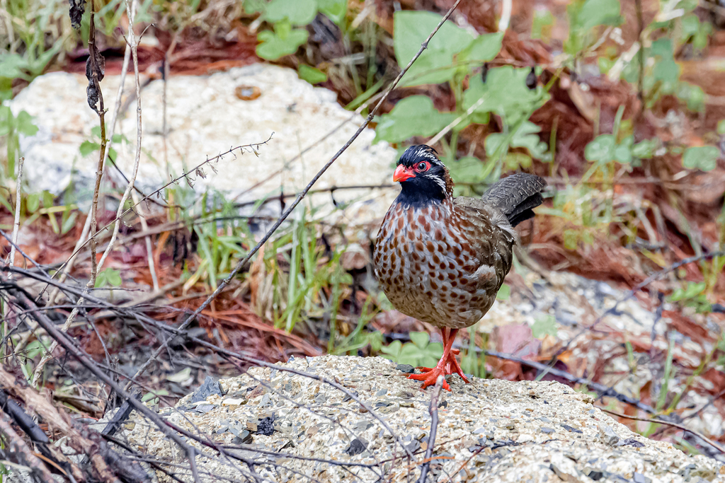 Long-tailed Wood-Partridge from Santa Catarina Ixtepeji, Oax., México ...