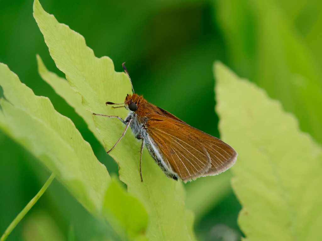 Two-spotted Skipper from Haliburton County, ON, Canada on June 28, 2024 ...