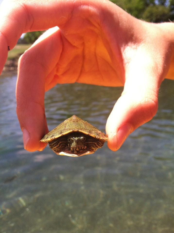 Texas Cooter from San Marcos City Park, San Marcos, Texas, US on April ...