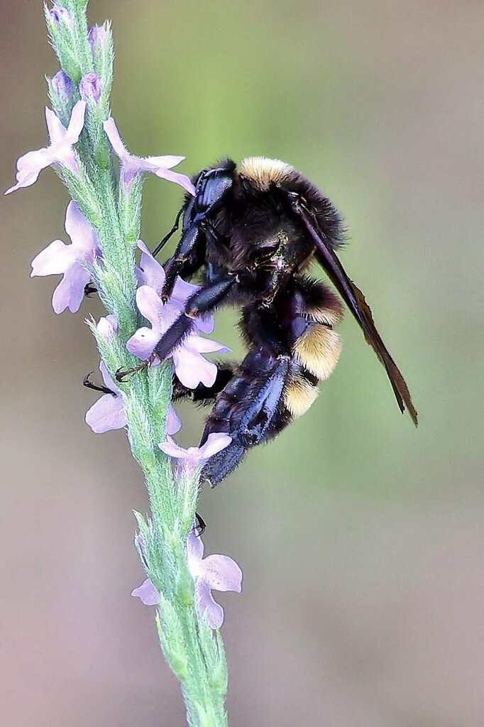 American Bumble Bee from Deer Park, TX, USA on July 15, 2024 at 05:28 ...