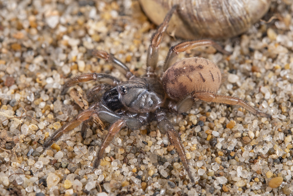 Stephen Colbert's Trapdoor Spider in May 2019 by ivanparr. Accidentally ...