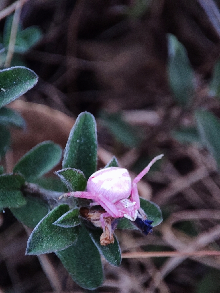 Thomisus citrinellus from Parlock, Newlands West, 4037, South Africa on ...