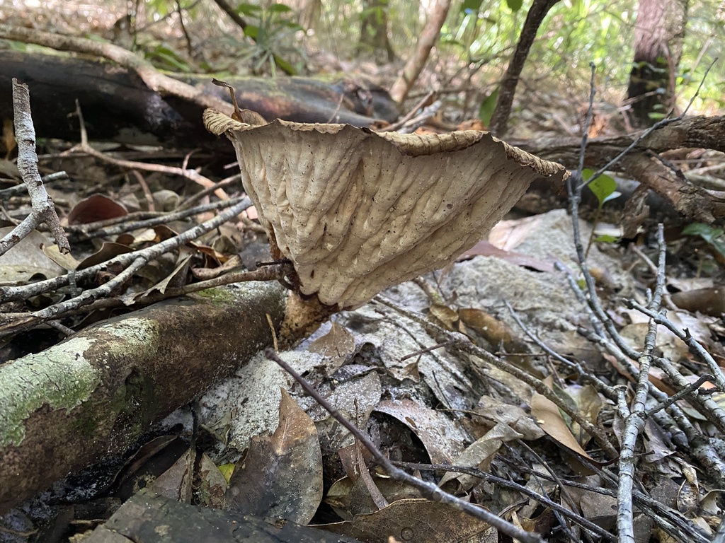 leathery goblet from K'Gari (Fraser Island) Recreation Area, Eurong ...
