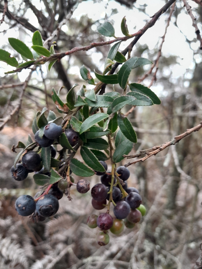 Agraz desde Ráquira, Boyacá, Colombia el 17 de julio de 2024 a las 11: ...