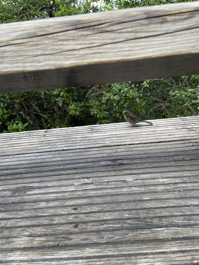 Chinese White-browed Rosefinch from Huanglong National Scenic and ...