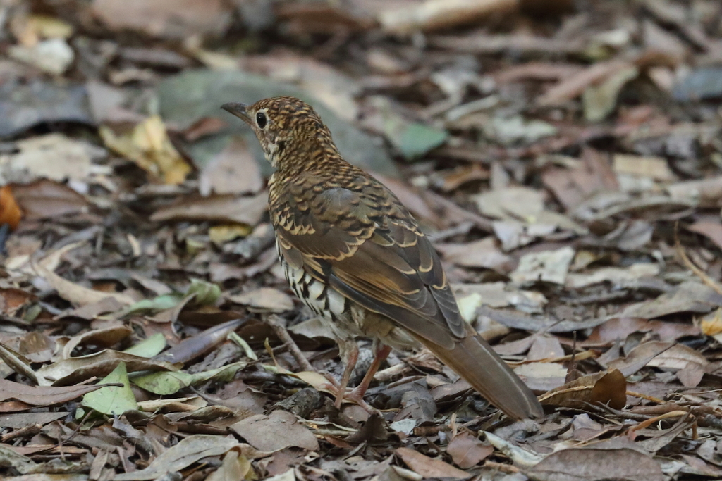 Russet-tailed Thrush from O'Reilly QLD 4275, Australia on February 13 ...